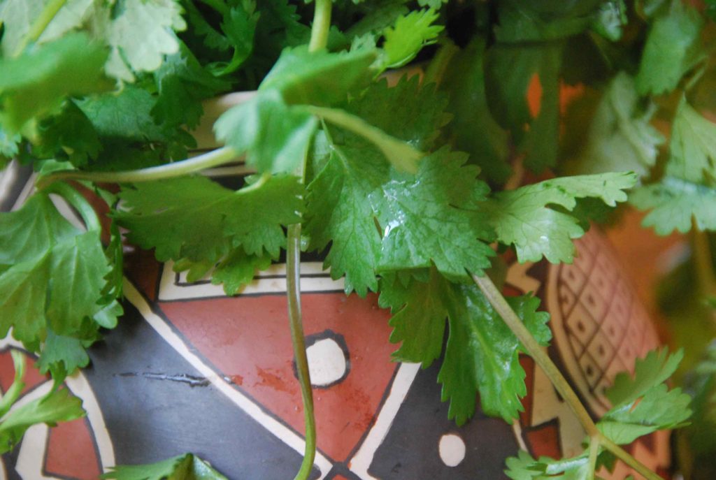 Cilantro - Pati Jinich en Español