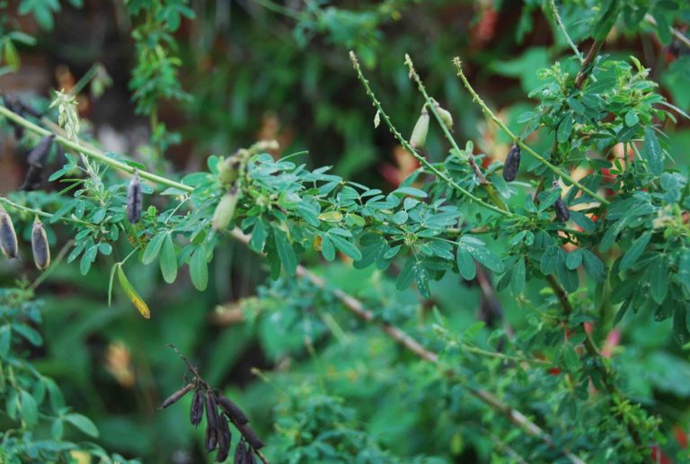 Chipilín - Pati Jinich en Español