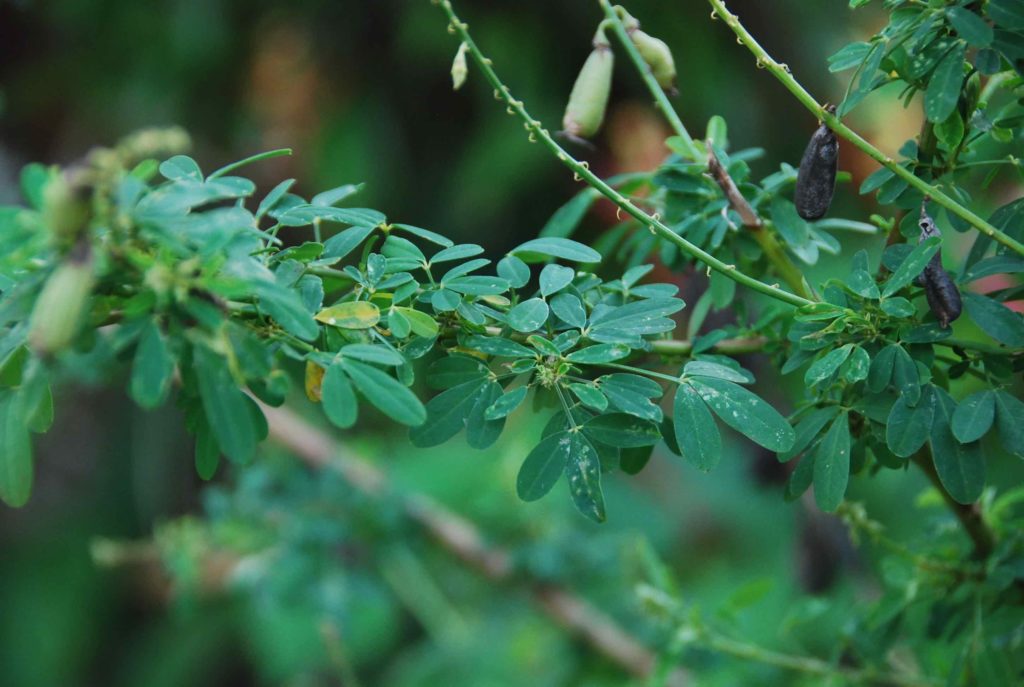 Chipilí­n - Pati Jinich