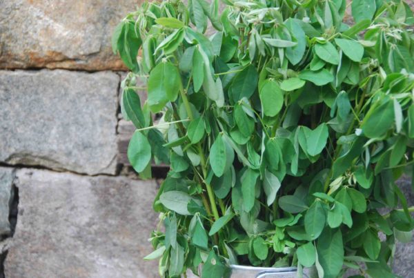 Chipilí­n Soup with Masa and Fresh Cheese Dumplings - Pati Jinich